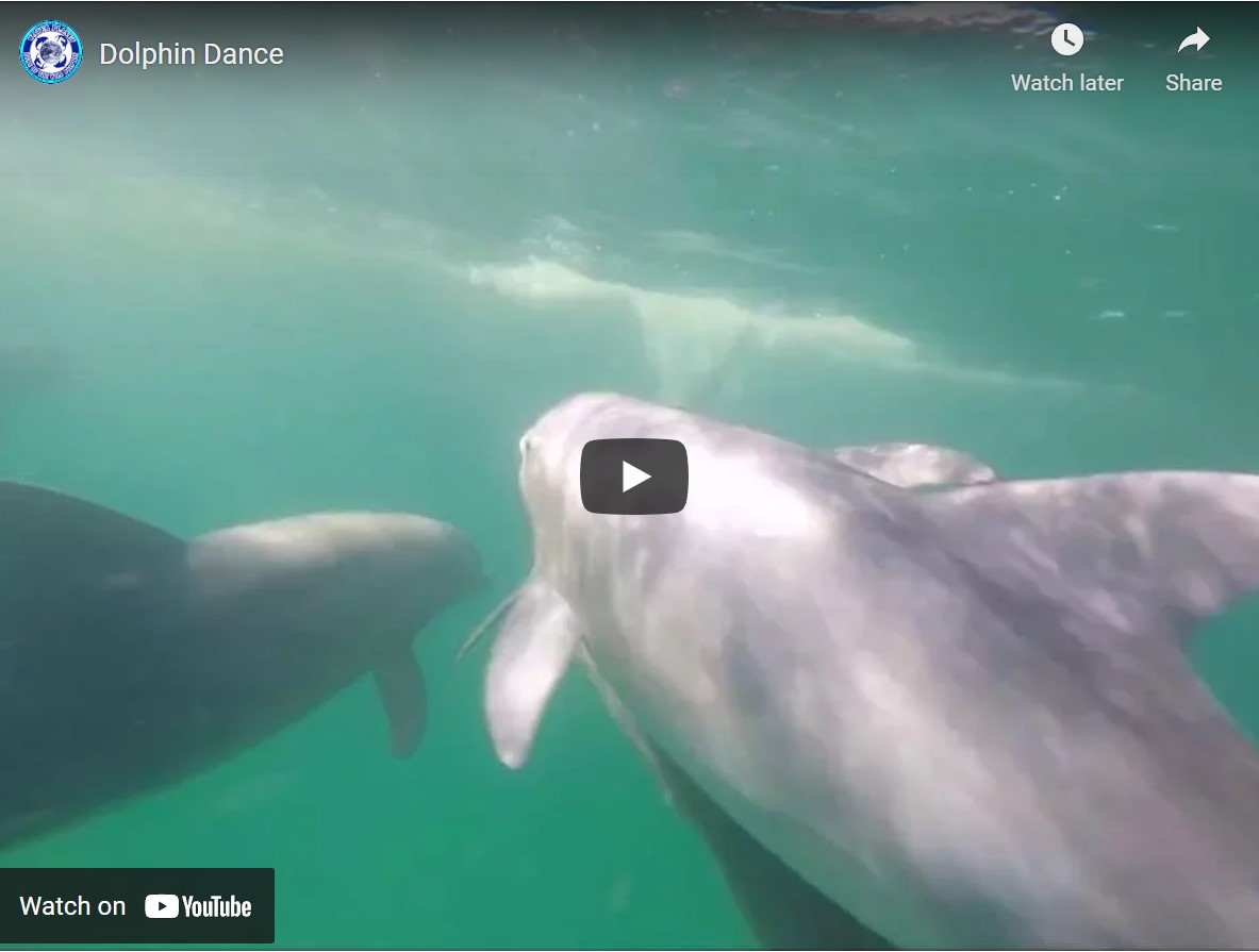 Dolphin Dance – Pod of wild bottlenose dolphins in Panama City, FL ...